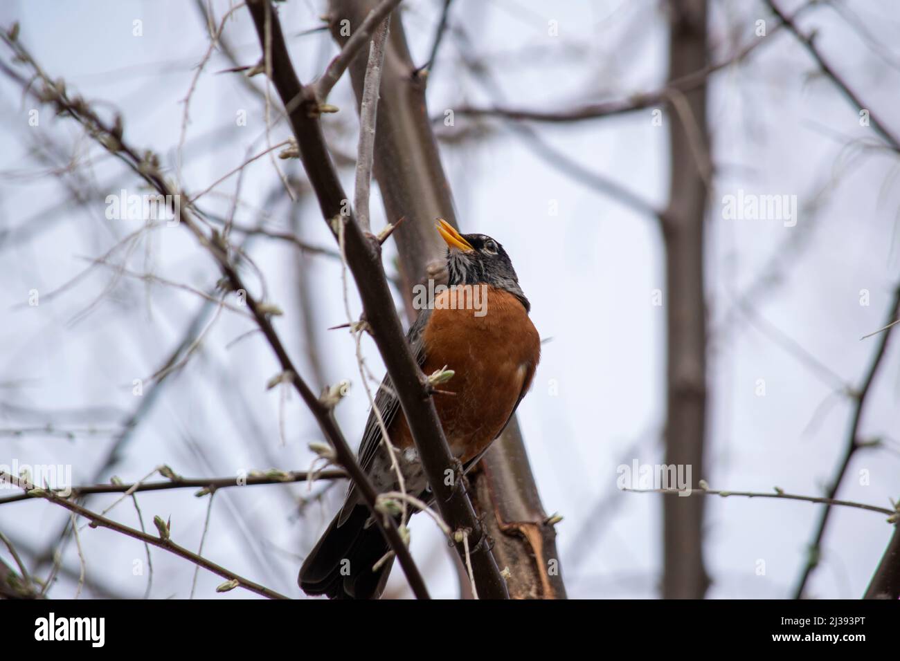 There are many kinds of birds in and around Reno, NV, USA Stock Photo ...