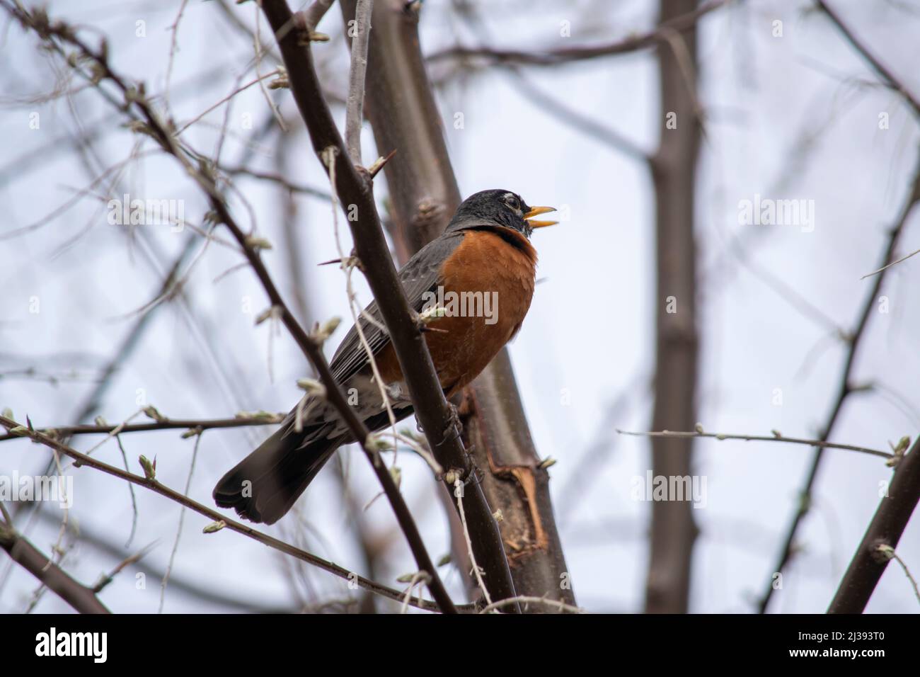 There are many kinds of birds in and around Reno, NV, USA Stock Photo ...