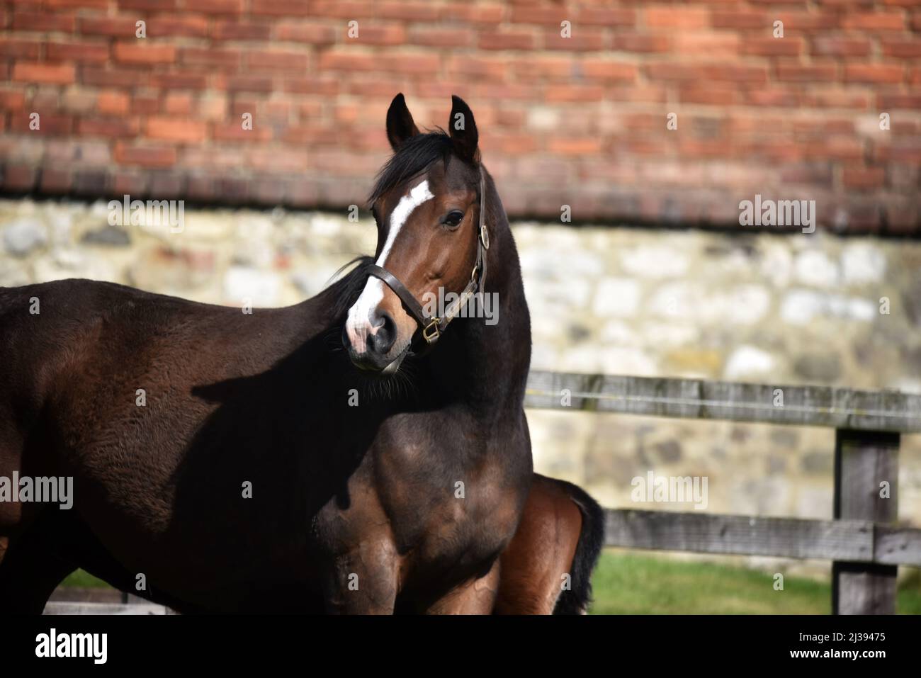 Thoroughbred stud hi-res stock photography and images - Alamy