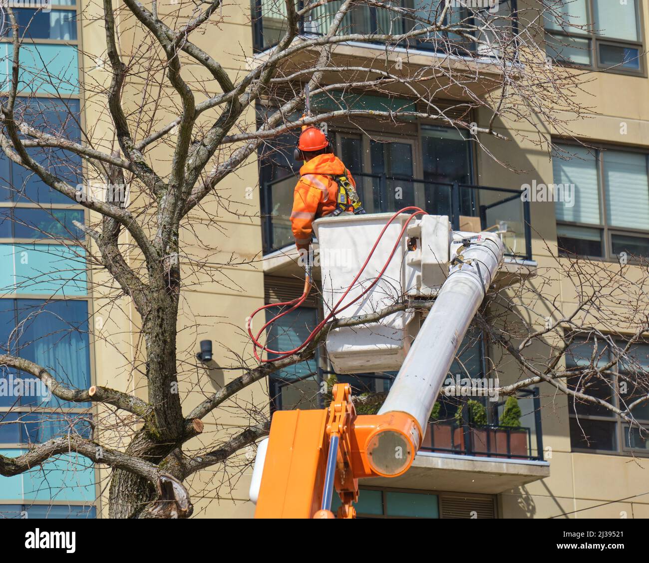 Tree cutting crew at work removing extra branches in urban setting of ...