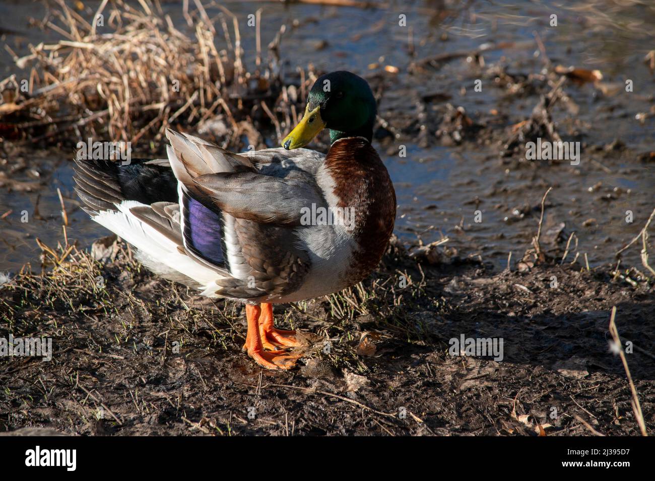 Bishop City Park is home to a large number of ducks, particularly in ...