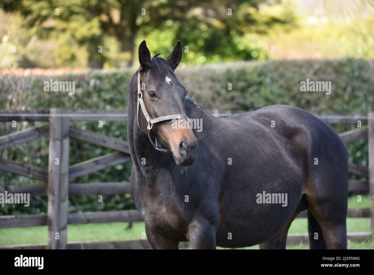 Thoroughbred stud hi-res stock photography and images - Alamy