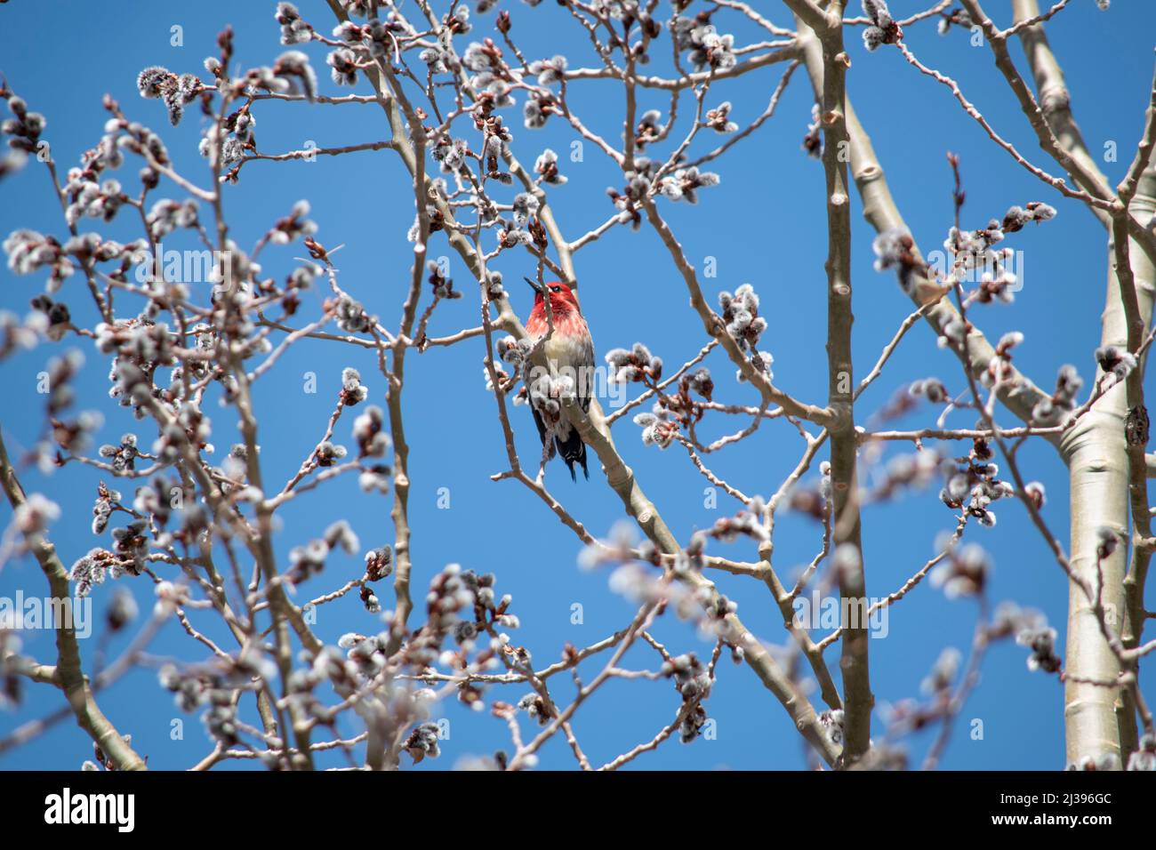 There are many kinds of birds in and around Reno, NV, USA Stock Photo ...