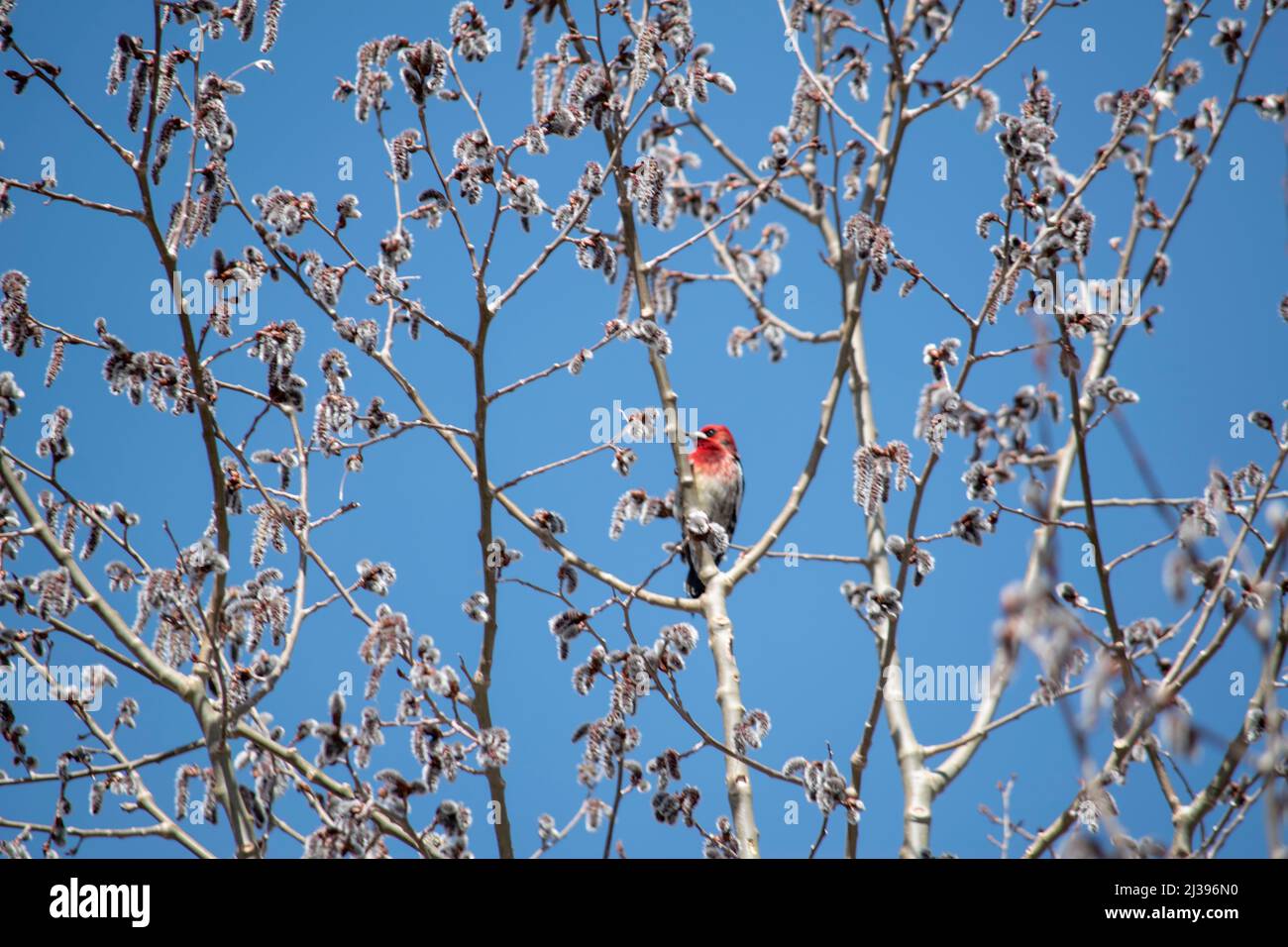 There are many kinds of birds in and around Reno, NV, USA Stock Photo ...