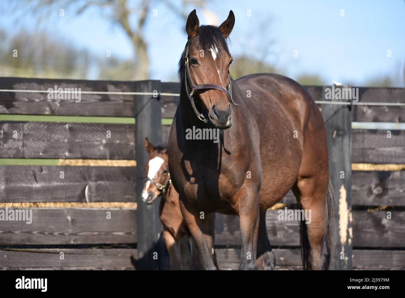 Mare with foal Stock Photo - Alamy