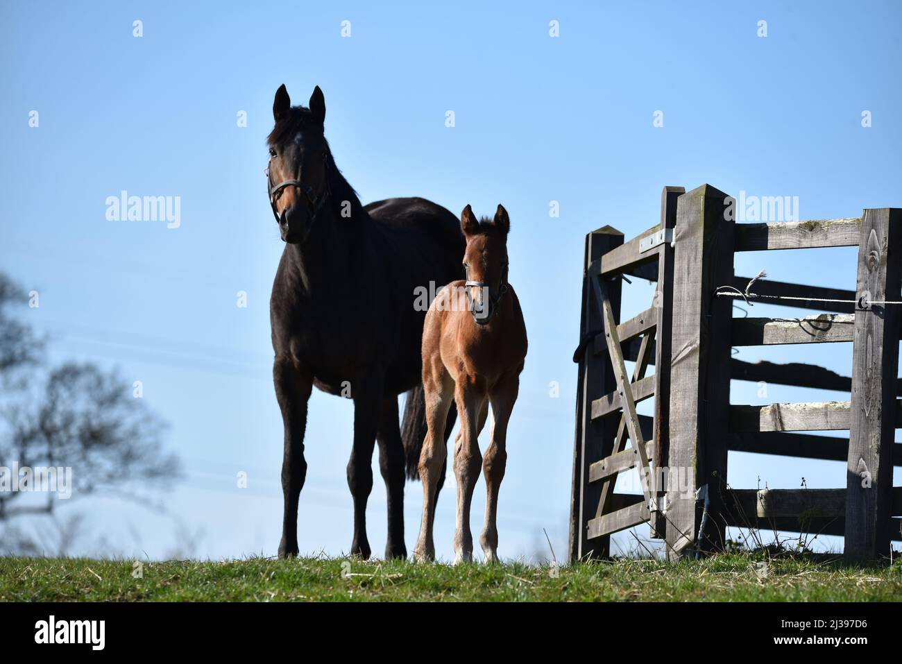 Stud mare hi-res stock photography and images - Alamy