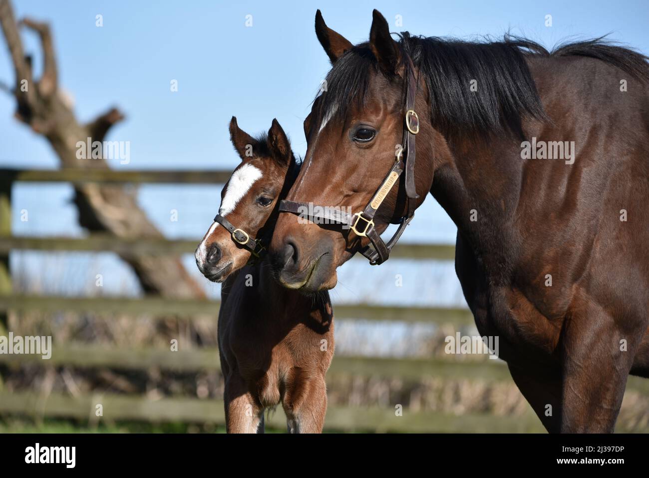 Mare with foal Stock Photo - Alamy