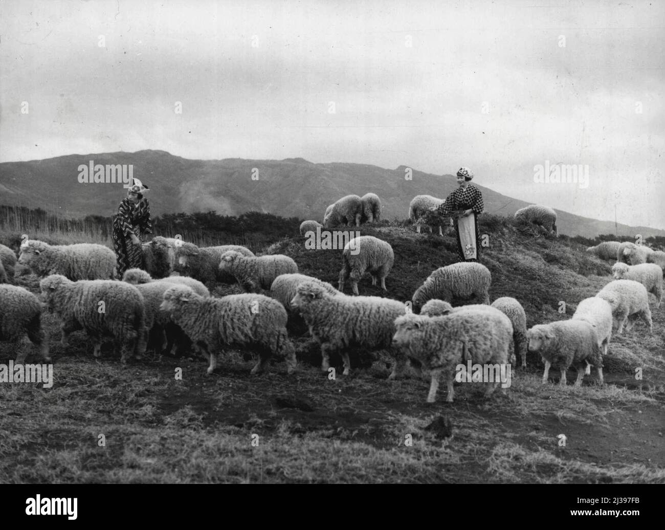Japanese Year Of The Sheep