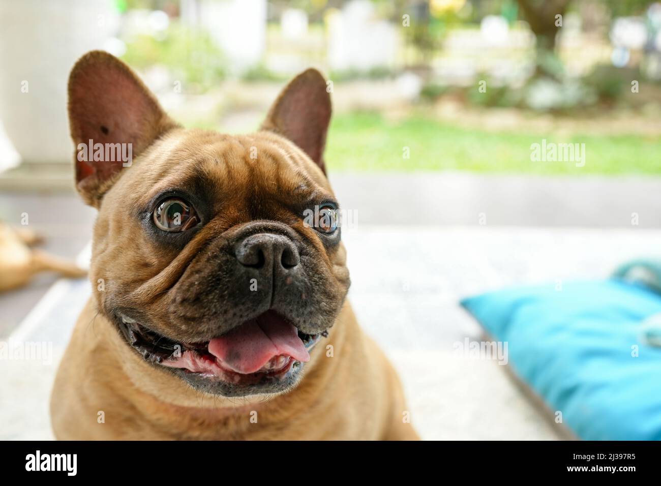 A closeup of an adorable beige French bulldog with it's tongue out ...