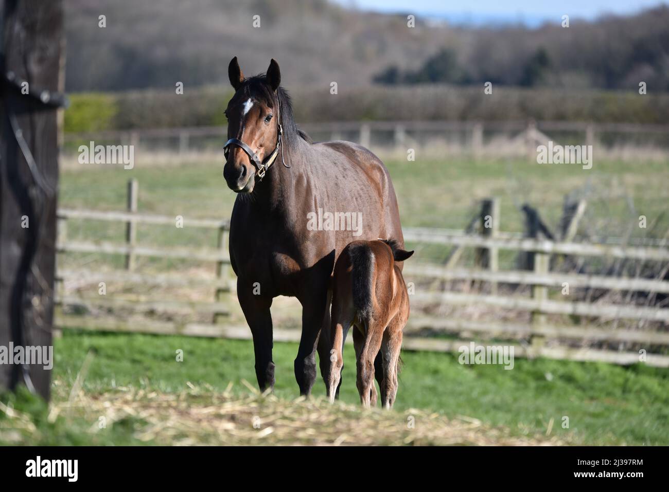 Mare with foal Stock Photo - Alamy