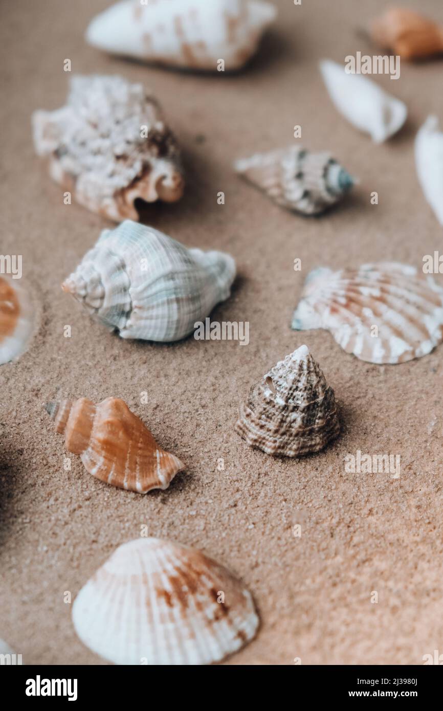 Composition seashells, pebbles, mockup on sand background. Marine still ...