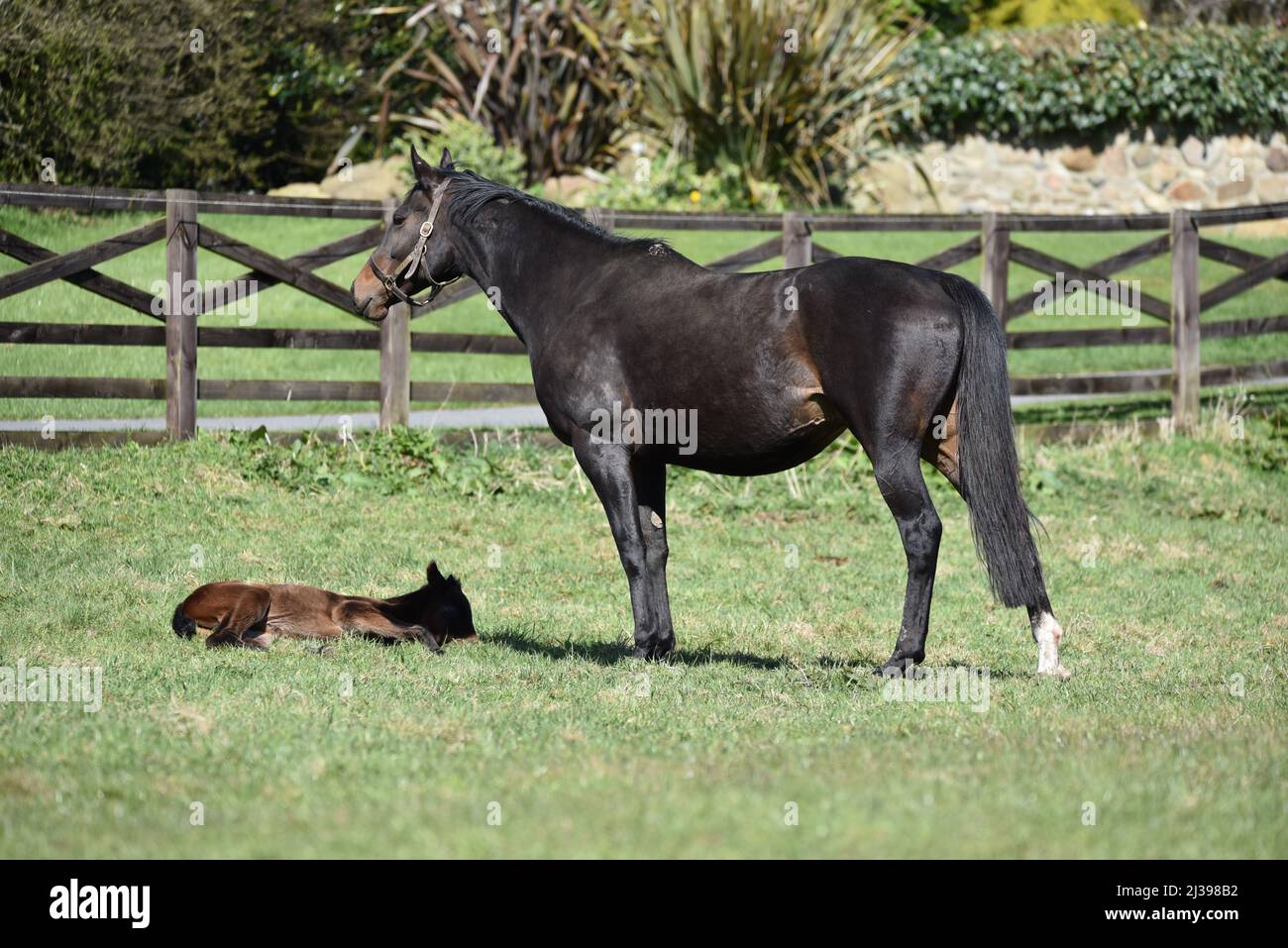 Mare with foal Stock Photo - Alamy