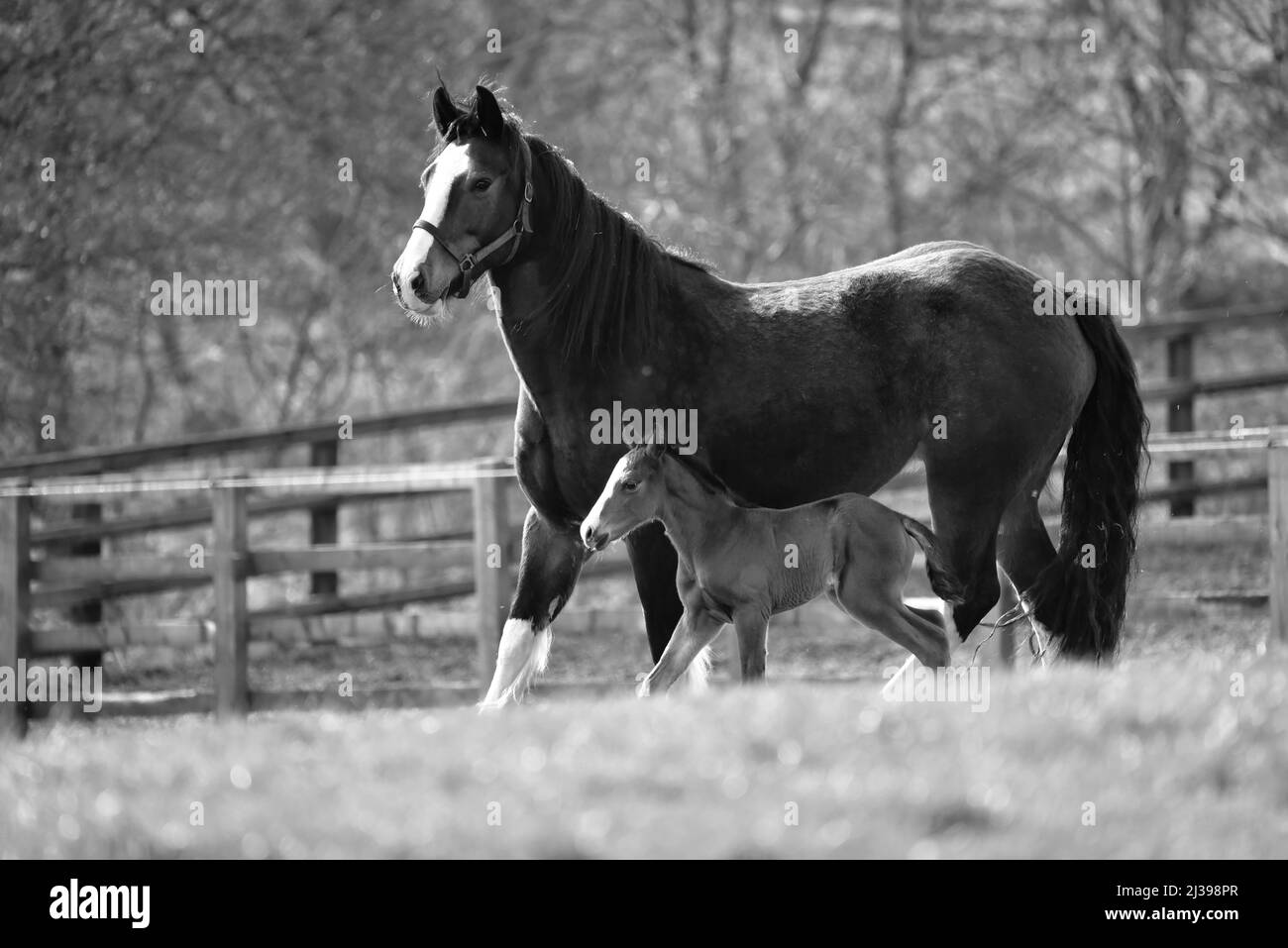 Mare with foal Stock Photo - Alamy