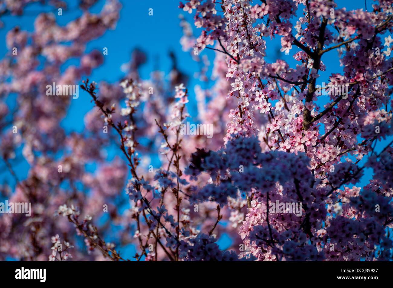A Shallow focus of tiny pink flowers on a peach tree during bloom time ... A Shallow focus of tiny pink flowers on a peach tree during bloom time ...