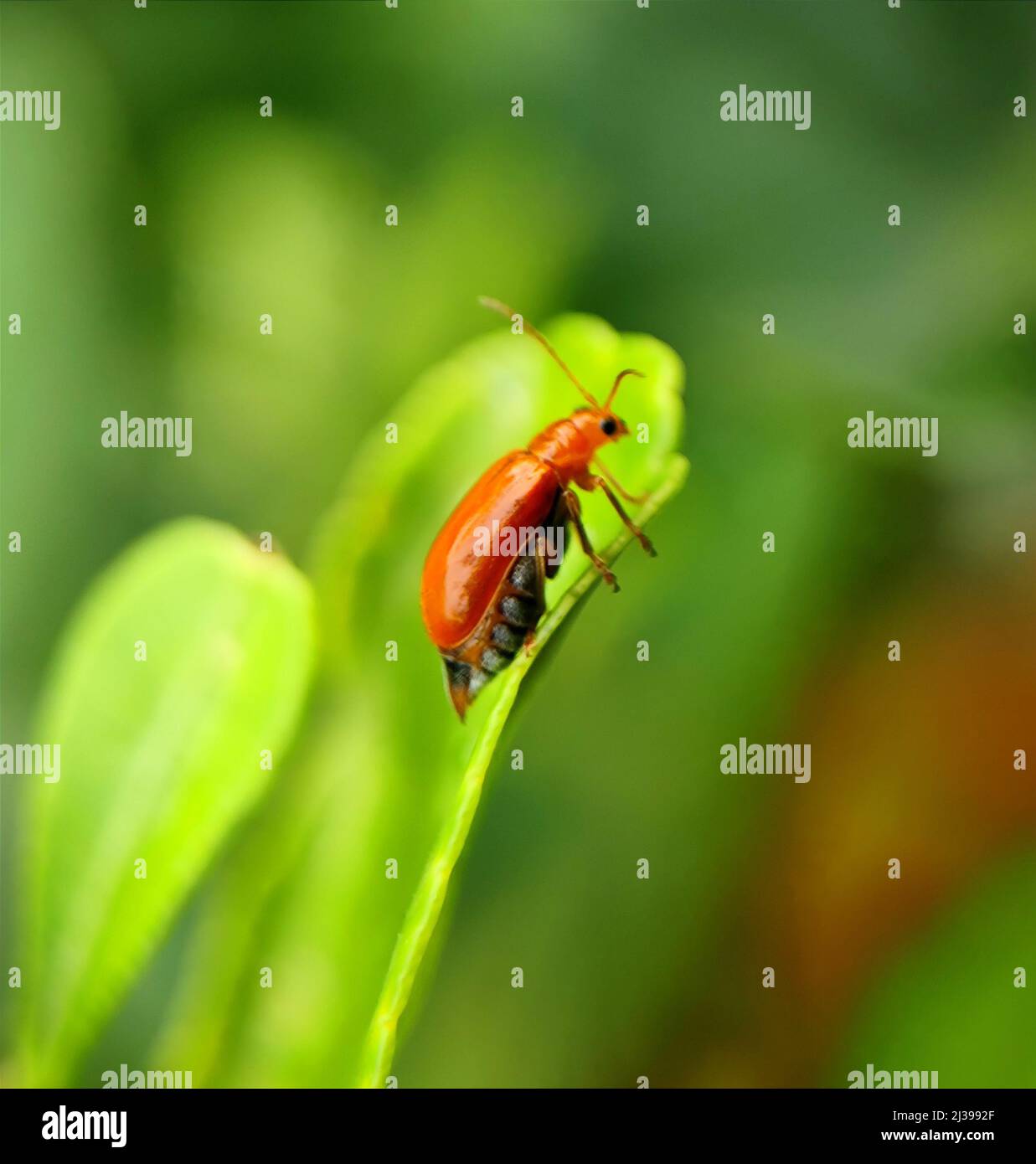 A Shallow focus of a red pumpkin beetle on a green leaf with a blurry ...