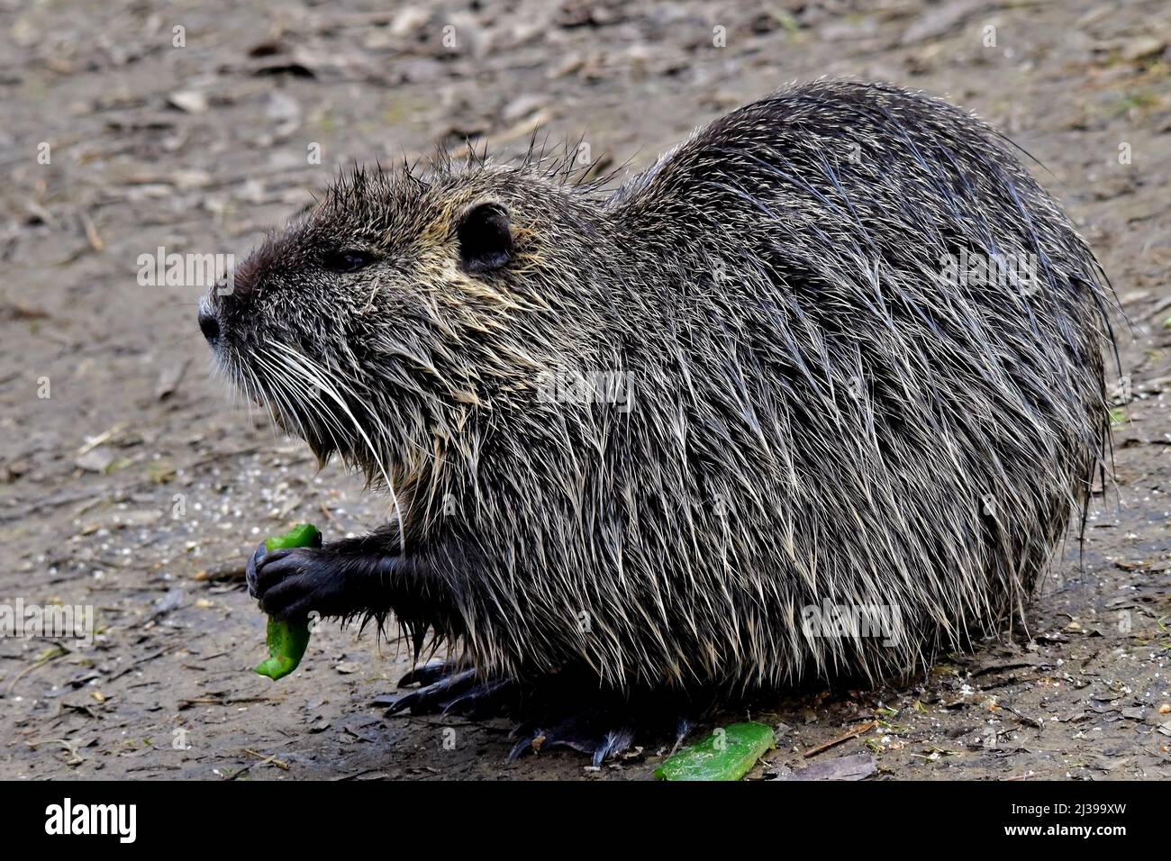 A nutria walking in the wilderness Stock Photo - Alamy