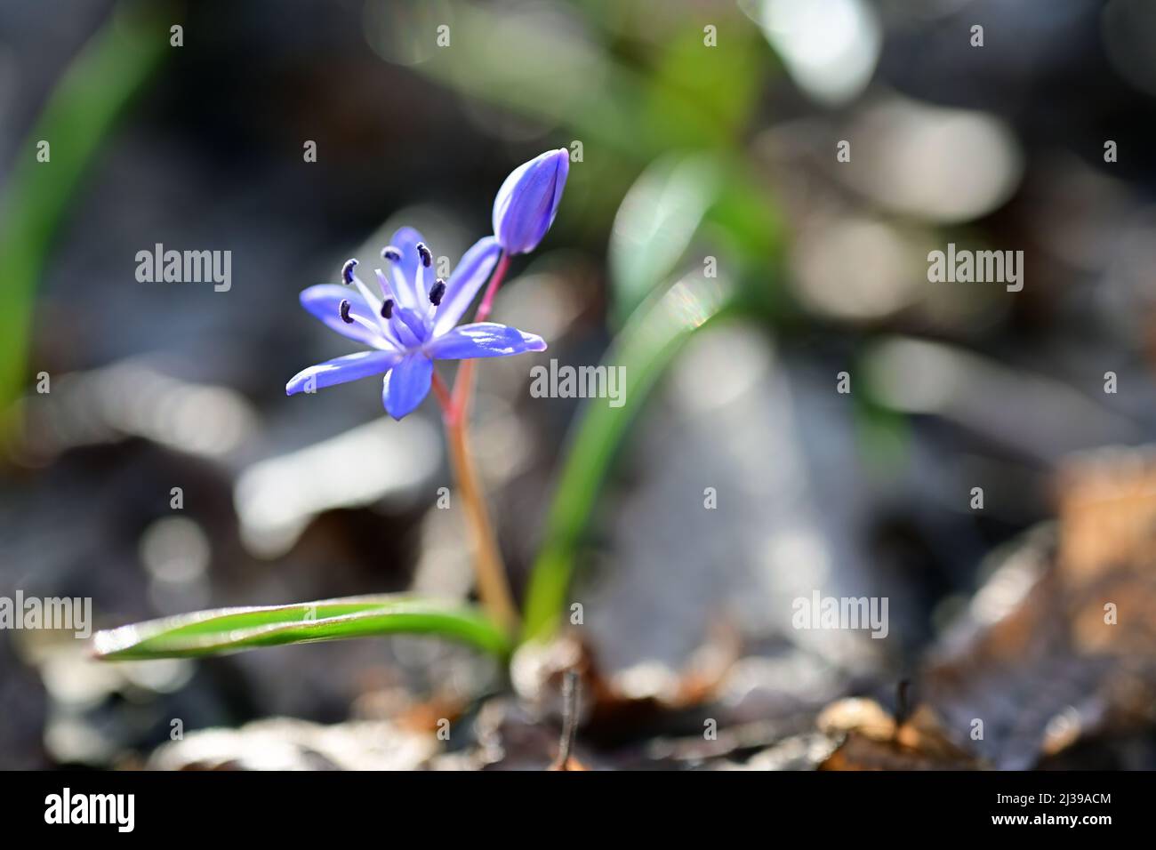 A close up shot of a blossomed, blue Common Camas in the floodplain ...