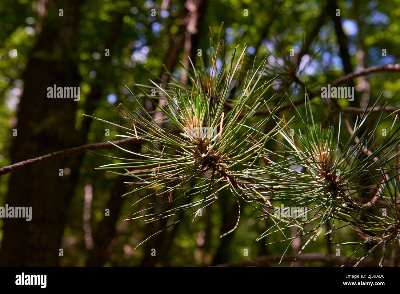 Scots pine leaves hi-res stock photography and images - Alamy