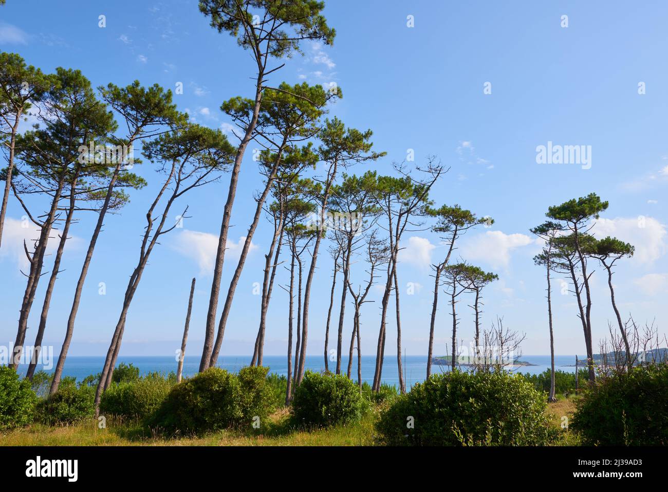 A nice snapshot of a forest of tall pine trees by the sea on a ...