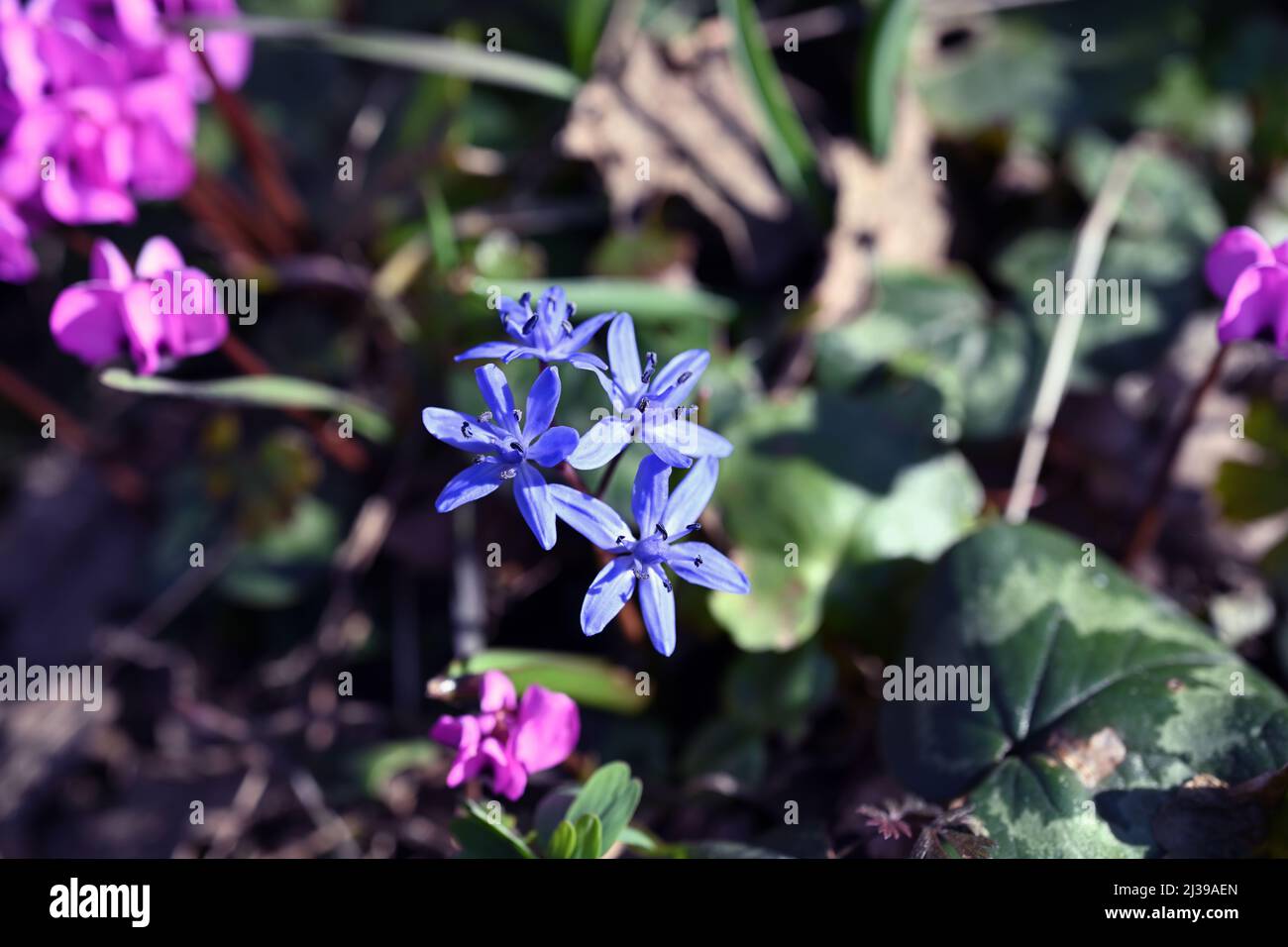 A close up shot of a blue Common Cmas in the floodplain fores on a ...