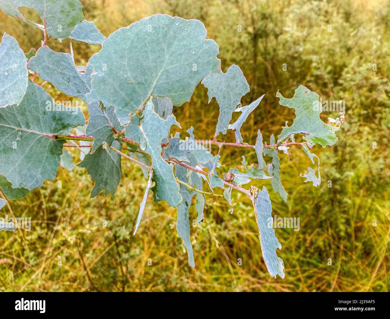A close up shot of a beautiful gum leaves dying off for winter in ...