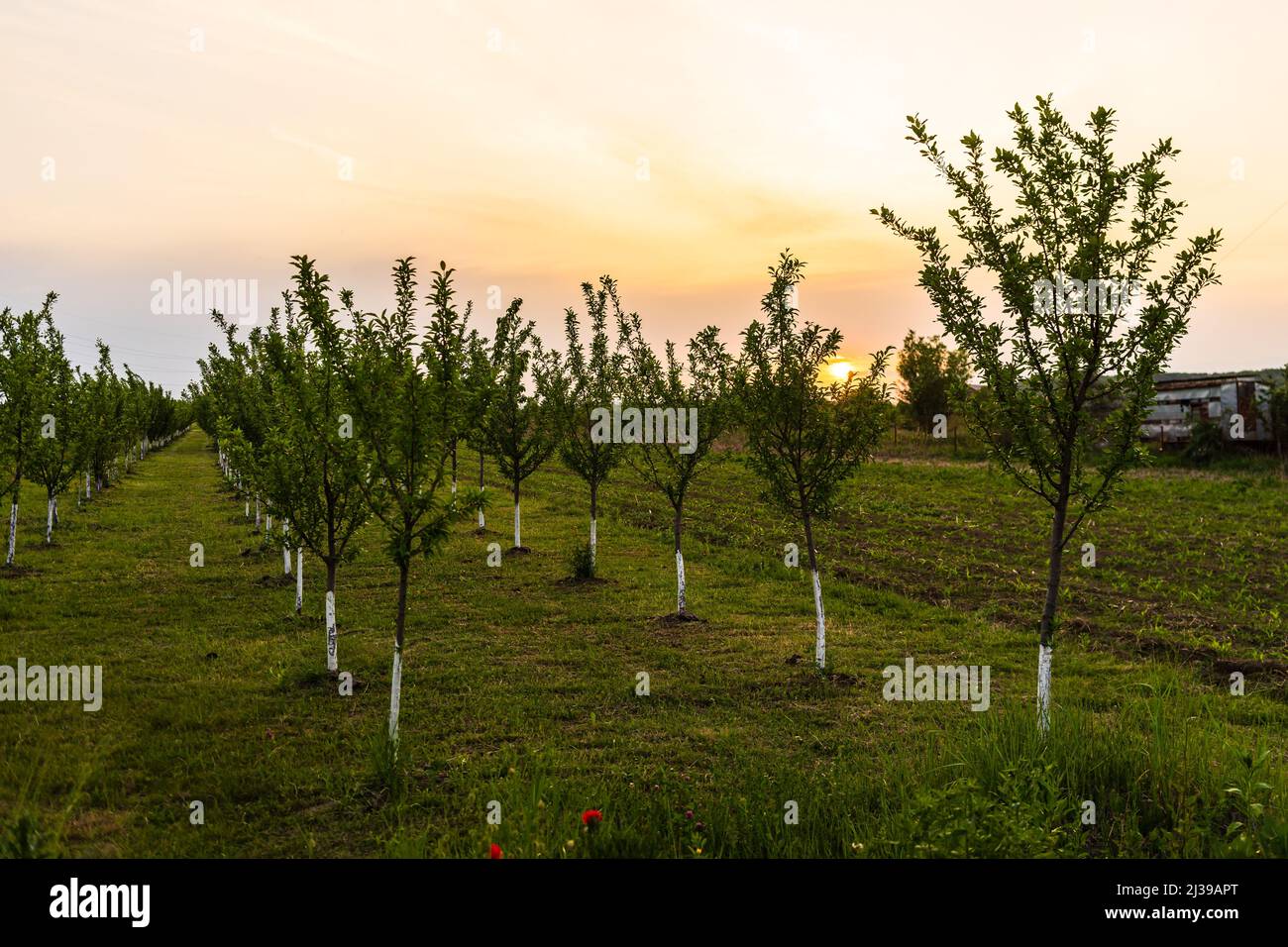 A scenic view of an apple orchard in the countryside in sunset sky ...