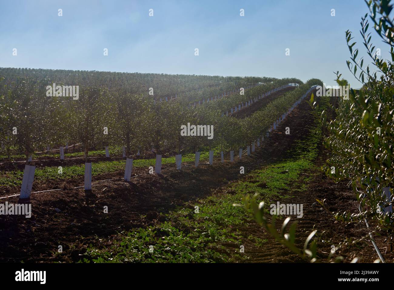 A nice panoramic view of a young olive tree plantation under a ...