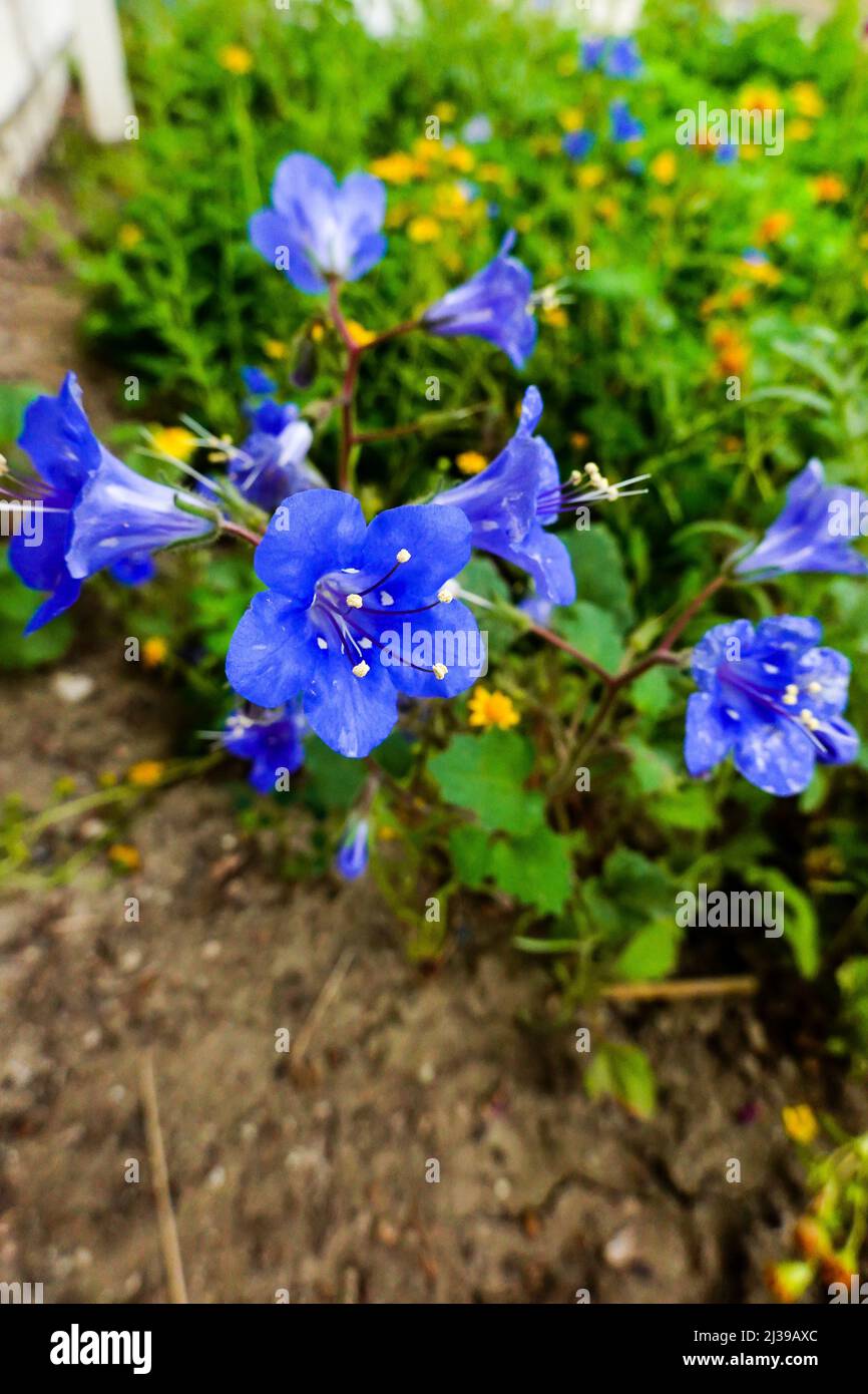 California blue bells hi-res stock photography and images - Alamy
