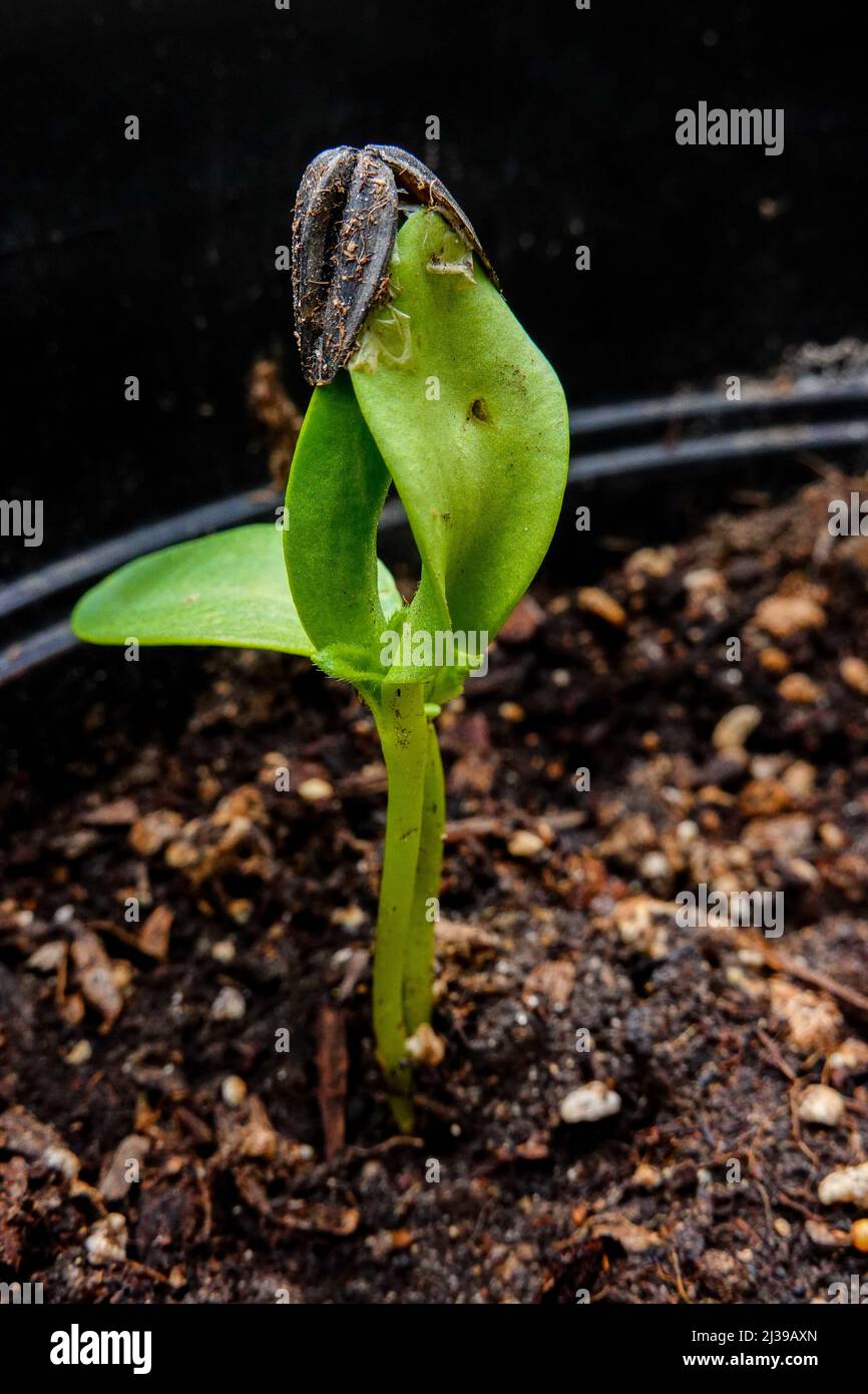Sunflower seed germinating in a garden container . Southern California ...