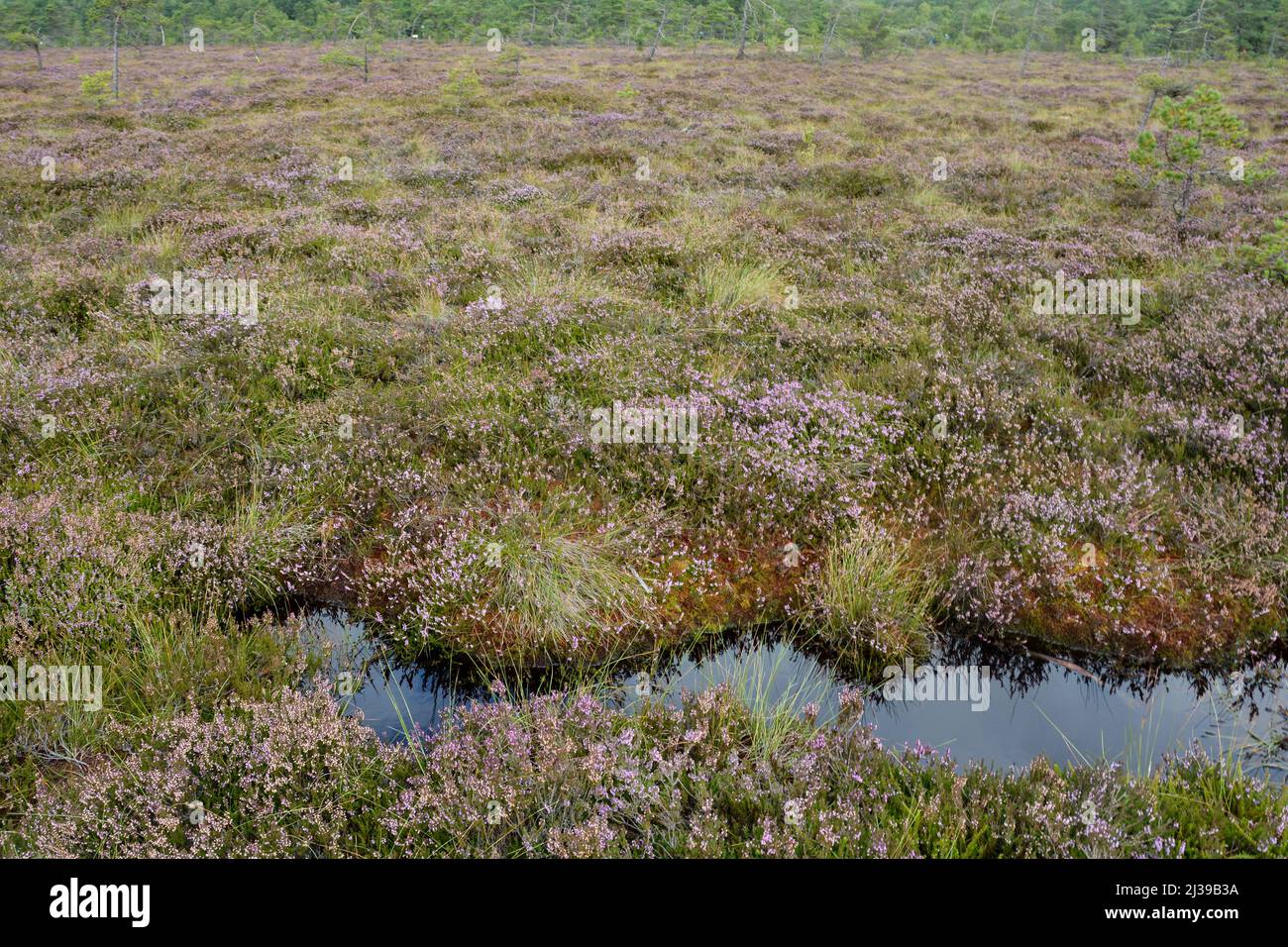 Moor eyes in the black moor with broom heather in the high Rhön ...