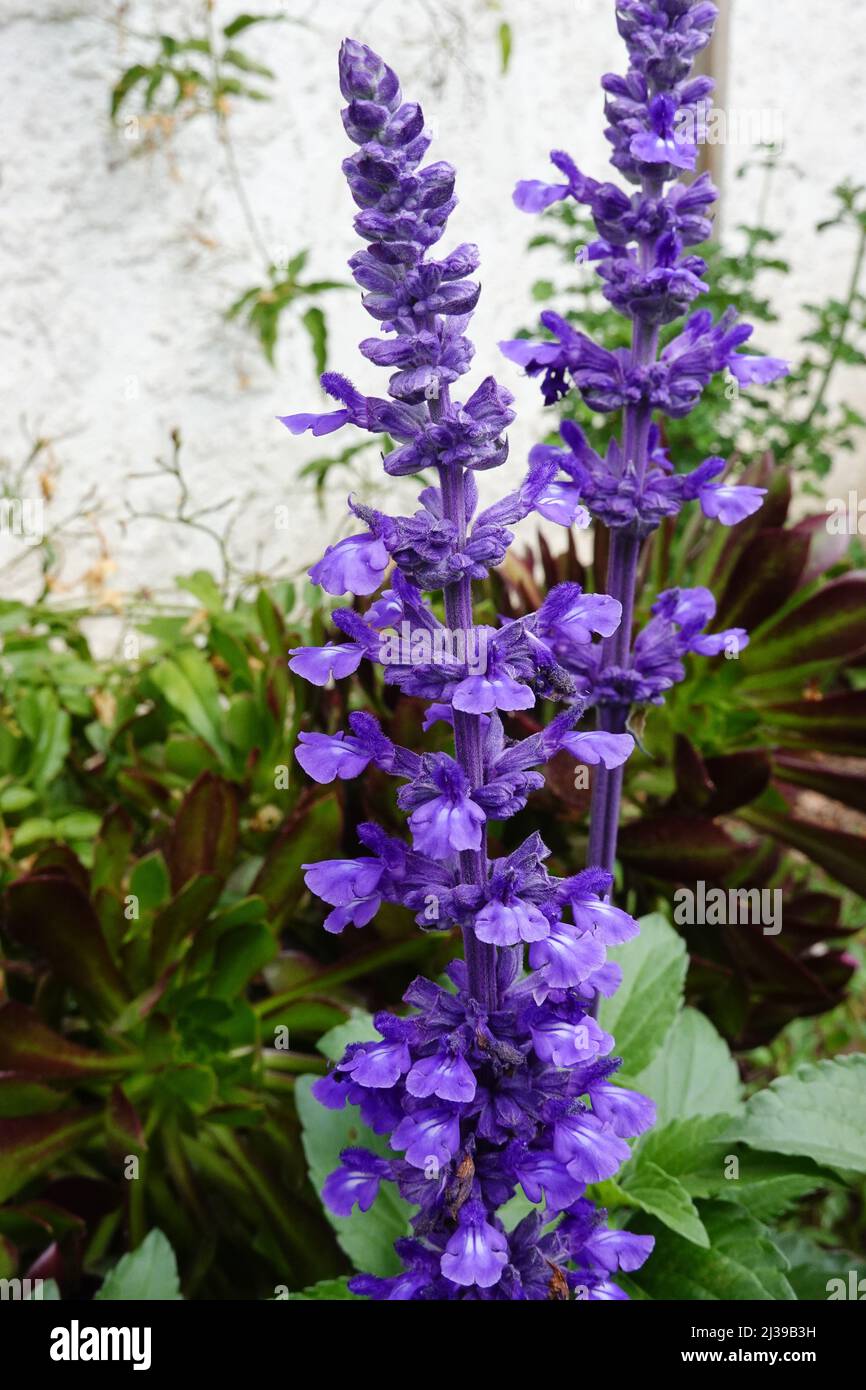 Salvia farinacea 'Velocity Blue' commonly known as mealycup sage or ...