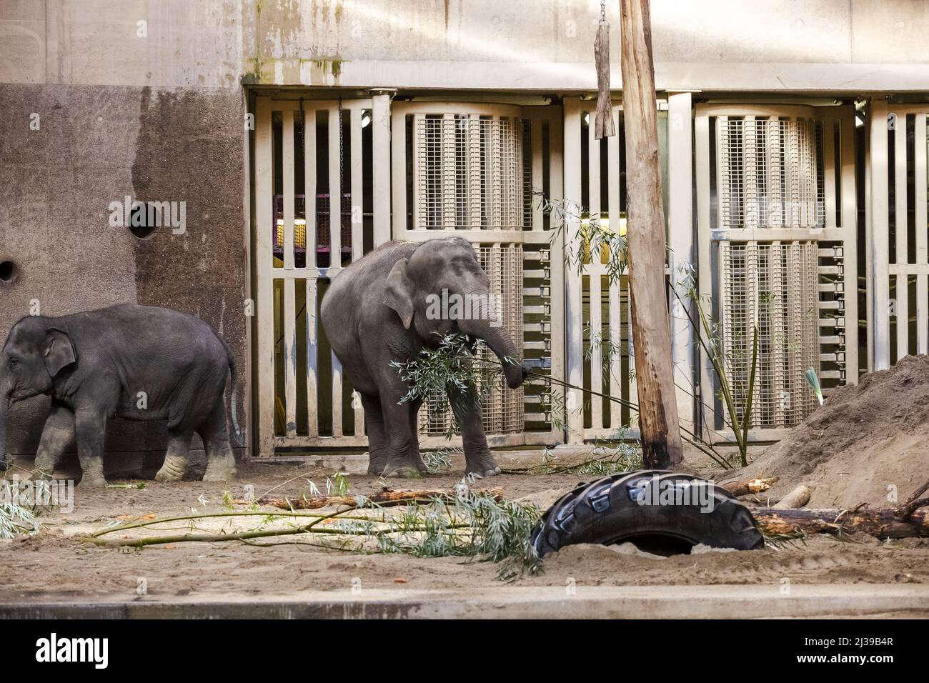A view of two elephants in the zoo Stock Photo - Alamy
