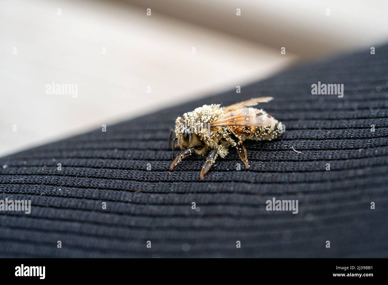 A closeup shot of a bee legs with flower dust standing on a black cloth ...