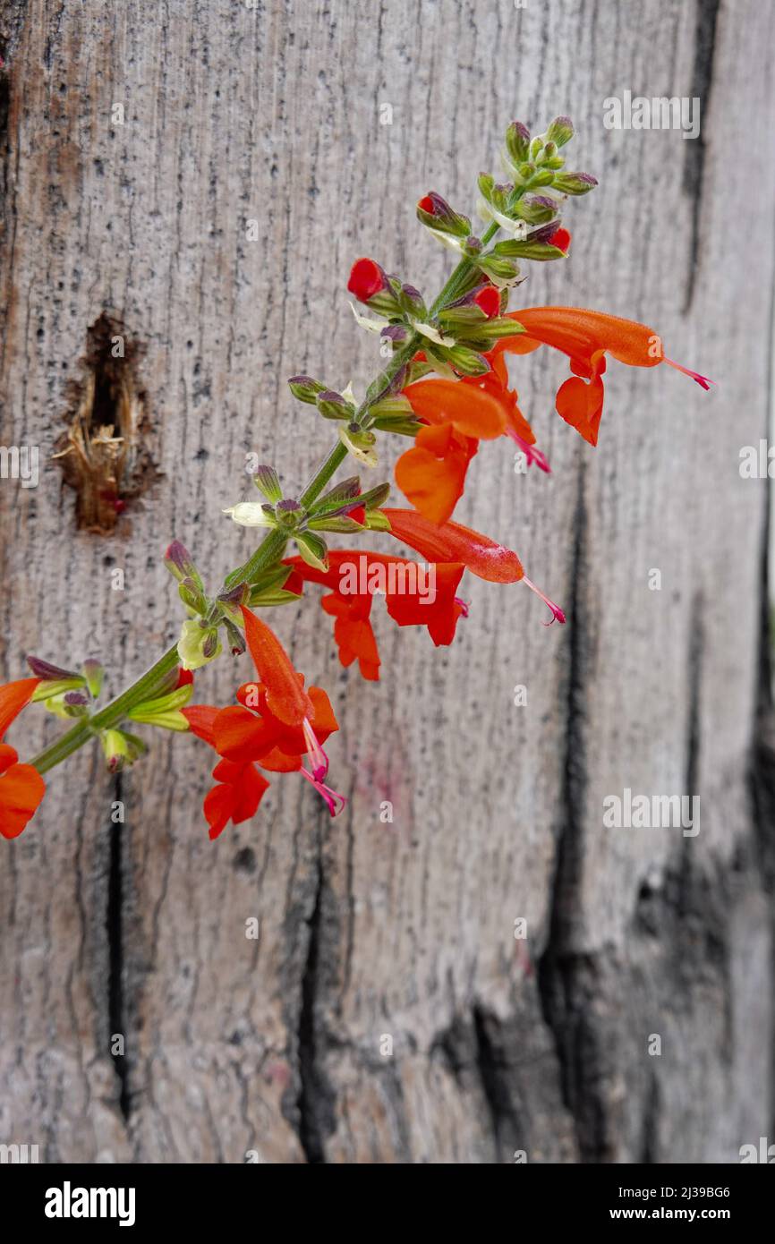Summer jewel red salvia hi-res stock photography and images - Alamy
