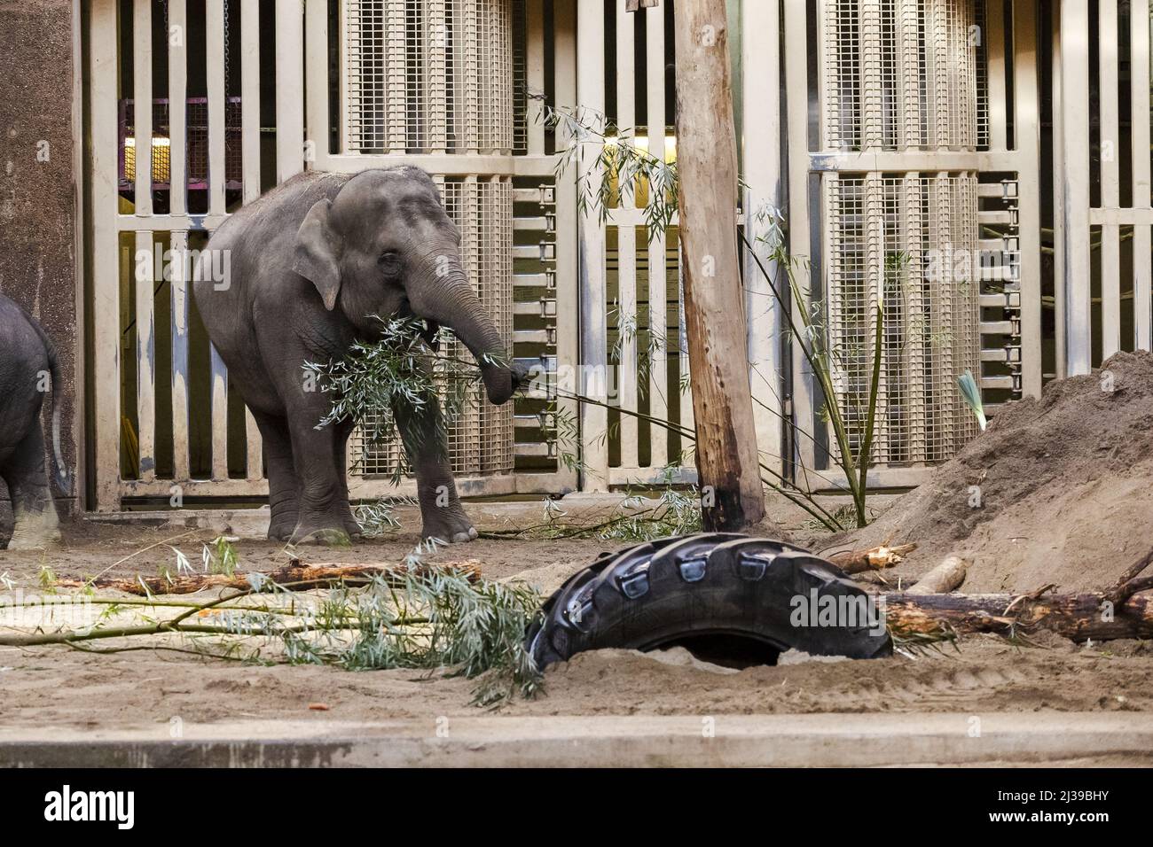 Small elephants hi-res stock photography and images - Alamy
