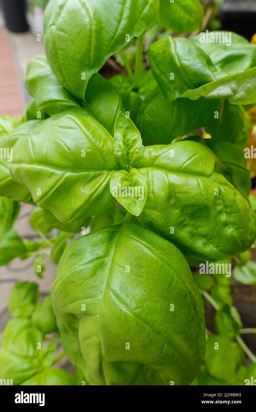 large leaf Basil plant growing. Herb Stock Photo - Alamy