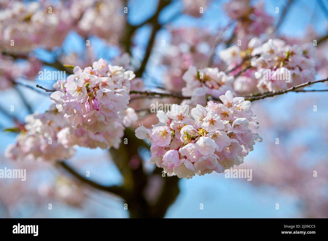 Soft Pink Cherry Blossoms. Pink Cherry blossoms with a blue sky and ...