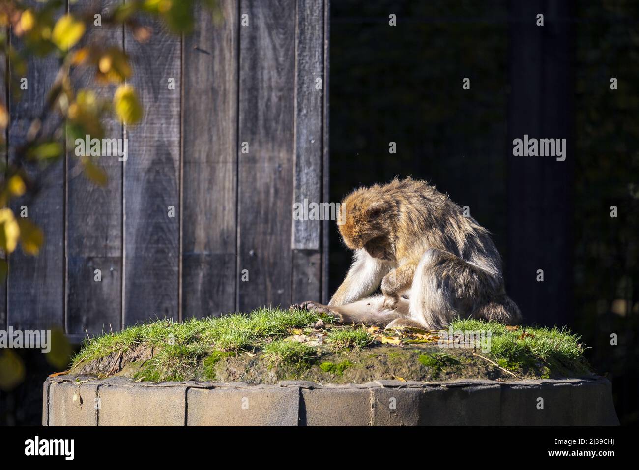 A closeup view of monkey in the zoo Stock Photo - Alamy