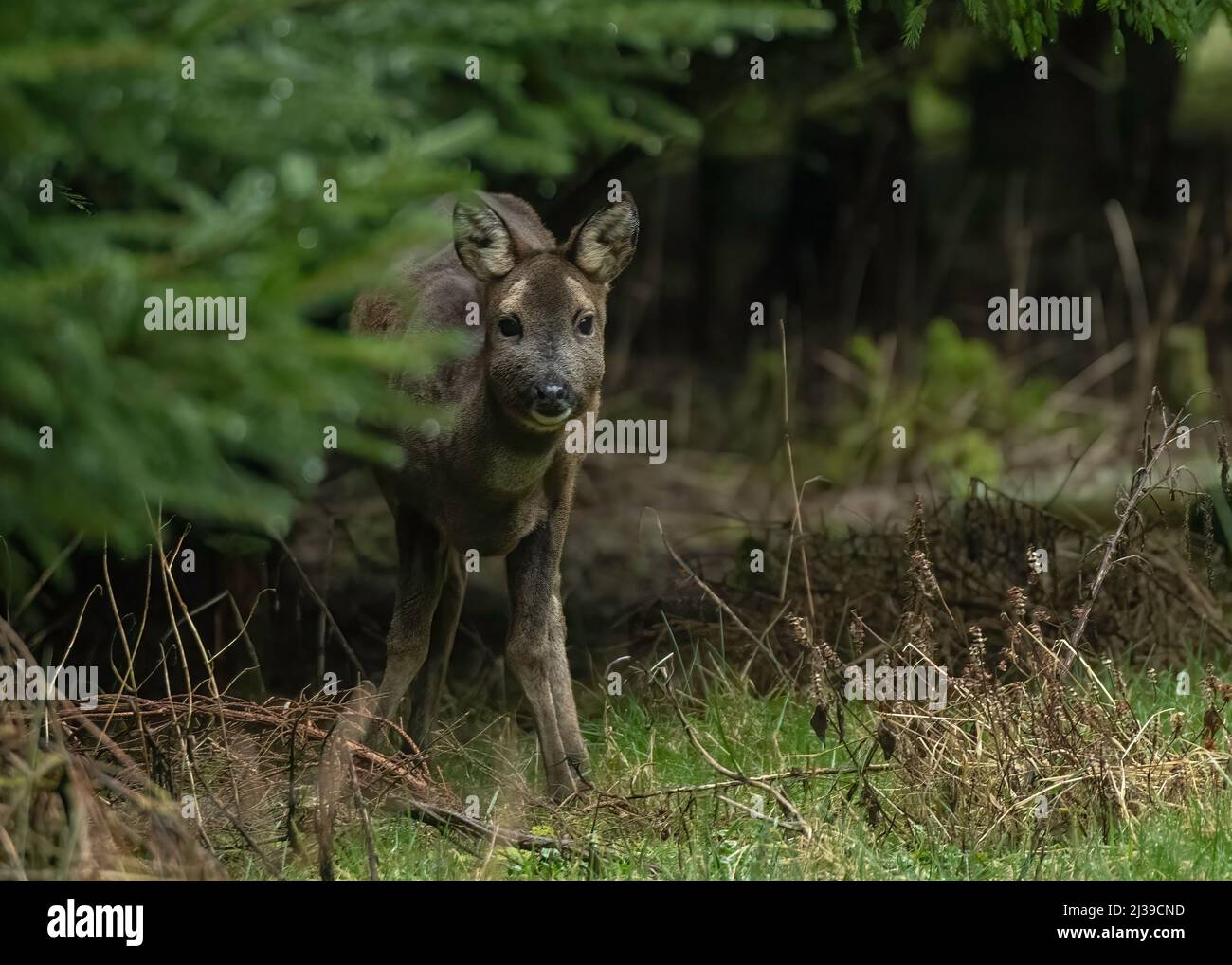 Deer Roe (Capreolus capreolus), hind at the edge of conifer woodland ...