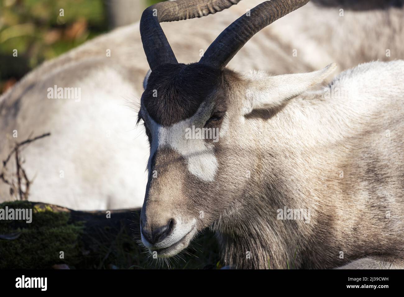 Goat under hi-res stock photography and images - Alamy