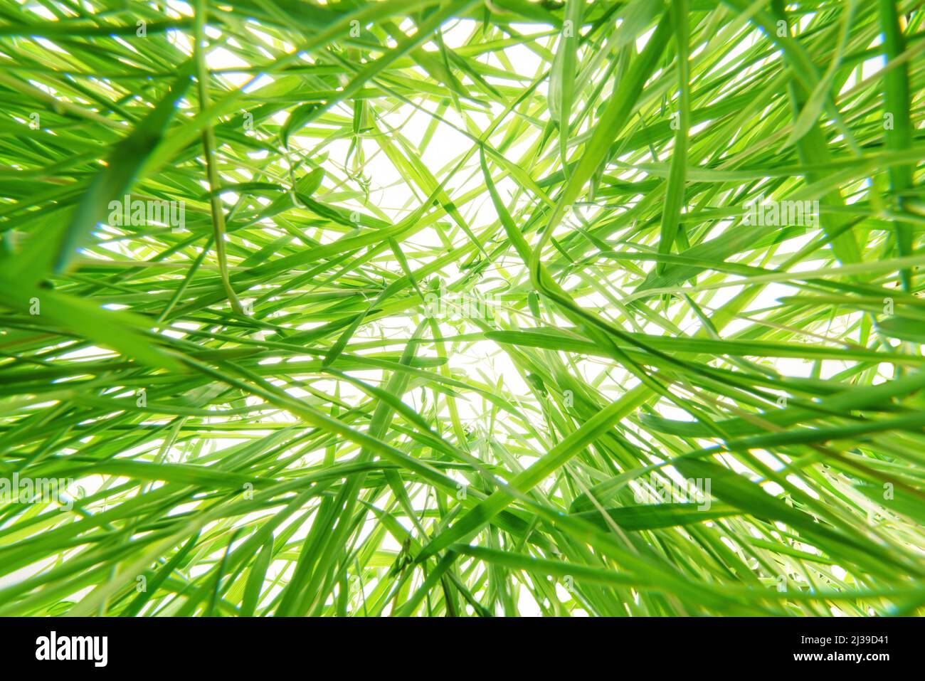 Tangled thick green grass on bright white background. Bottom up view ...
