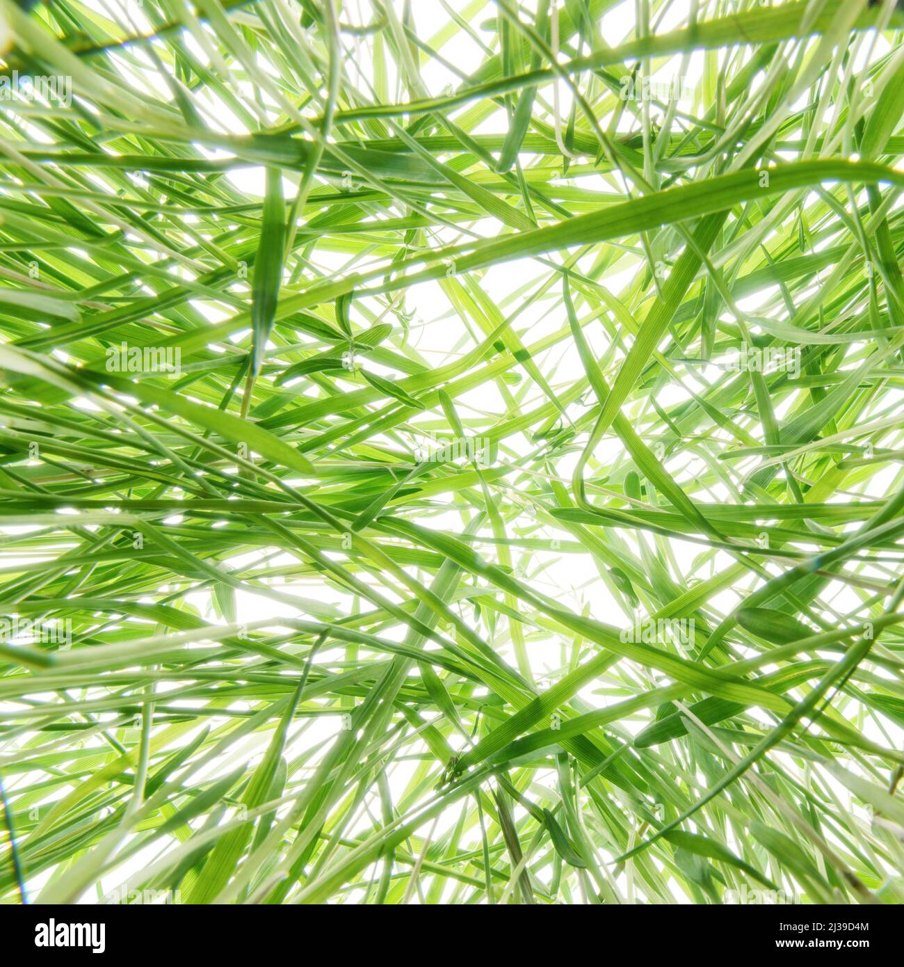 Tangled thick green grass on bright white background. Bottom up view ...