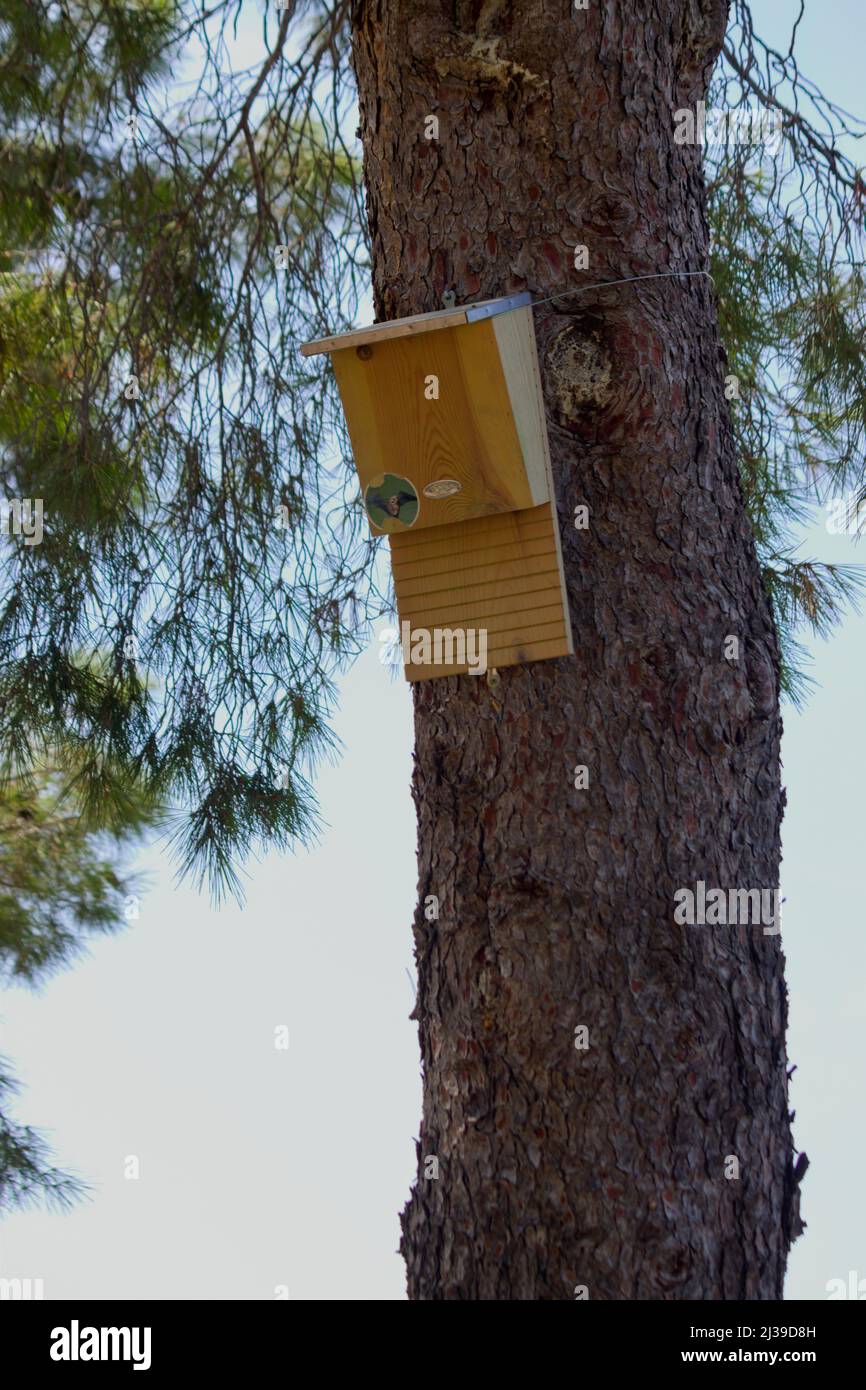Image of the trunk of a pine tree in which an artificial wooden nest ...