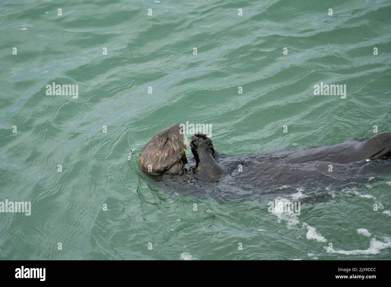 The sea otter (Enhydra lutris), a marine mammal Stock Photo - Alamy