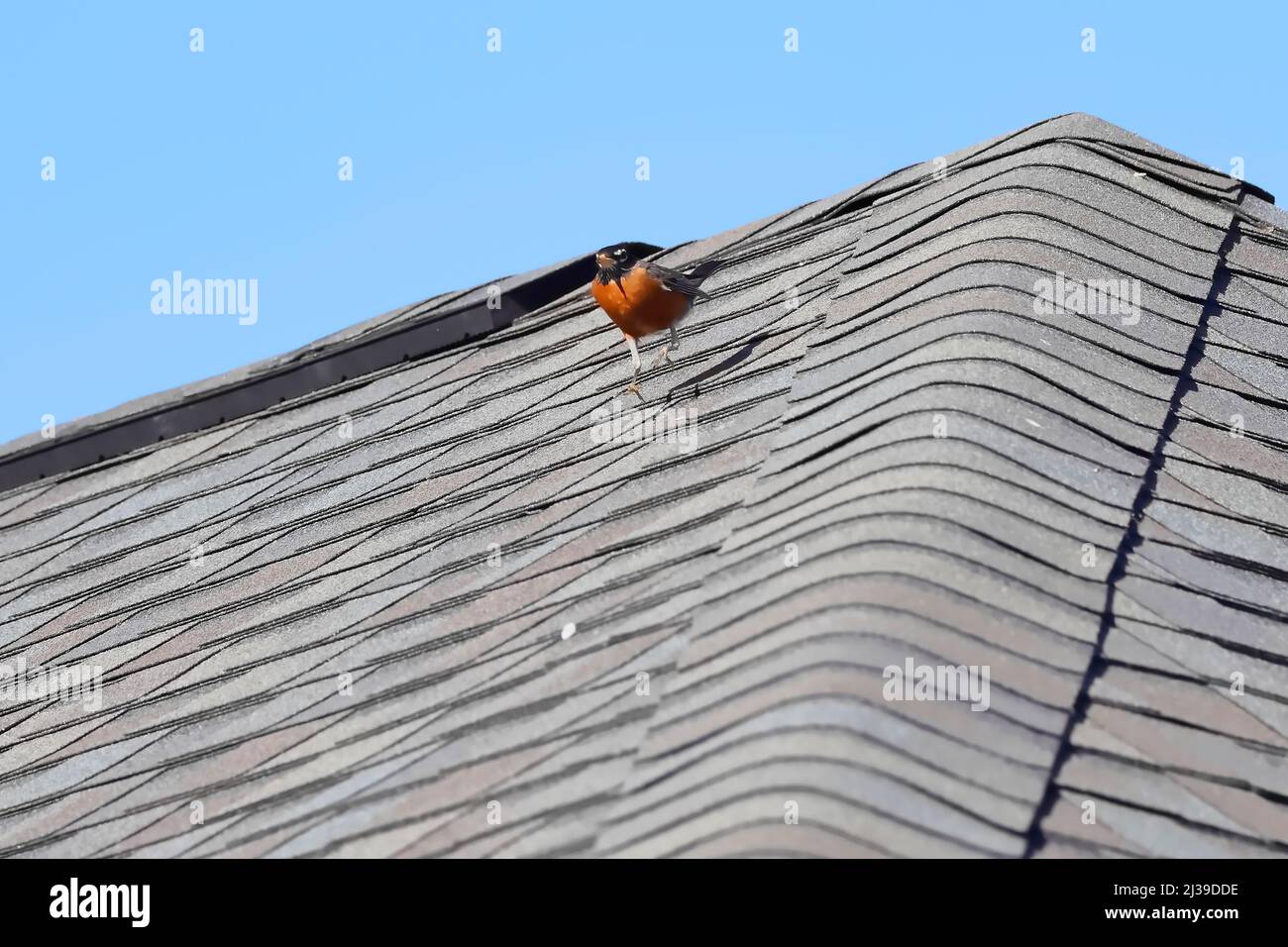 A low angle shot of an American robin bird species on gray tiles of a ...