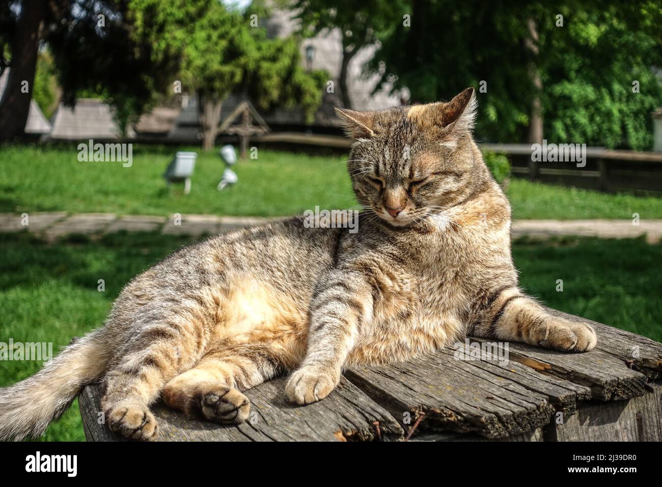 A cat lying on a wooden bench on a sunny day Stock Photo - Alamy