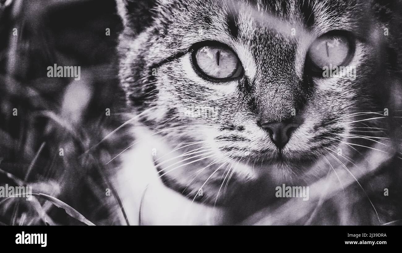 A grayscale of a cute cat looking at the camera Stock Photo - Alamy
