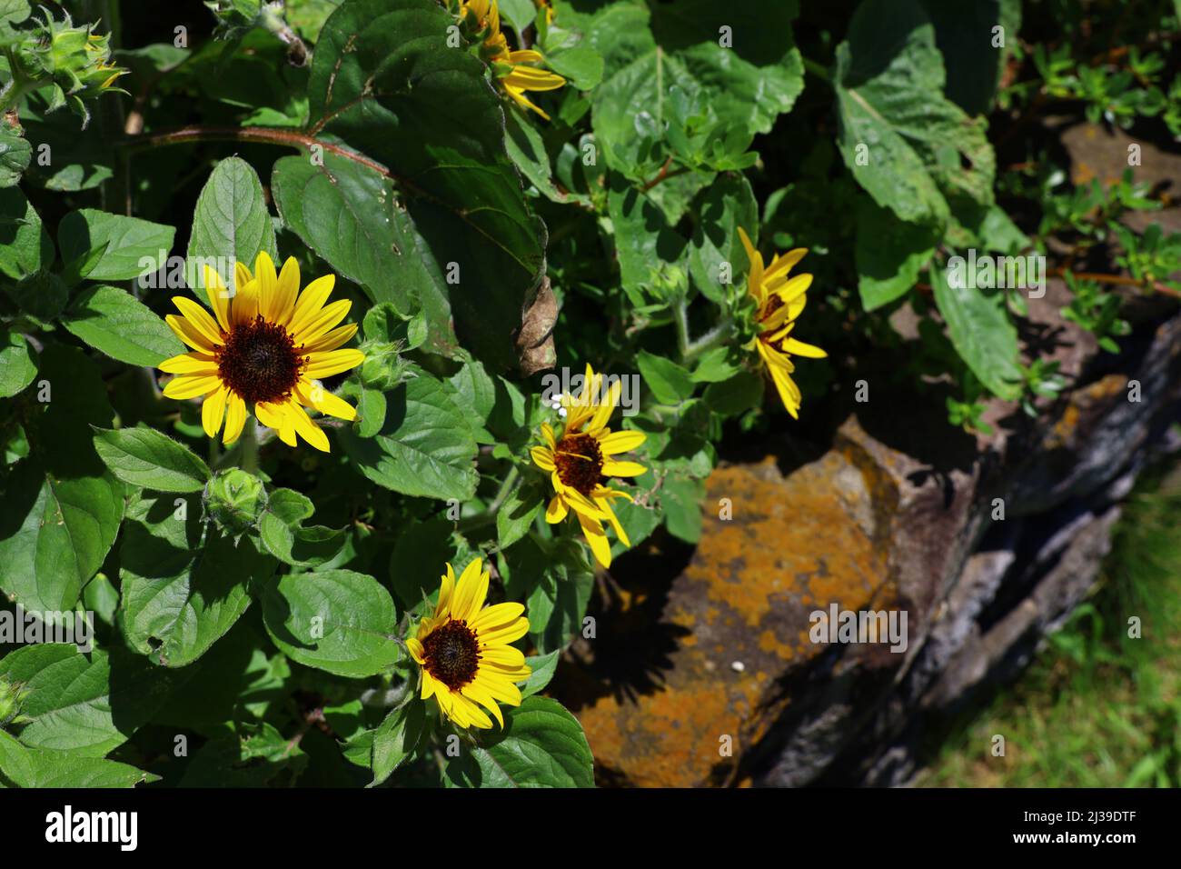 Sunbeam sunflower hi-res stock photography and images - Alamy