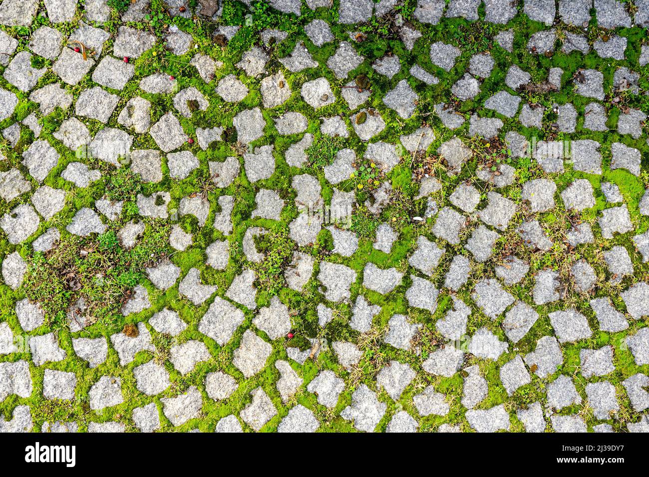 green grass grows through the gaps in the pavement granite stones Stock ...