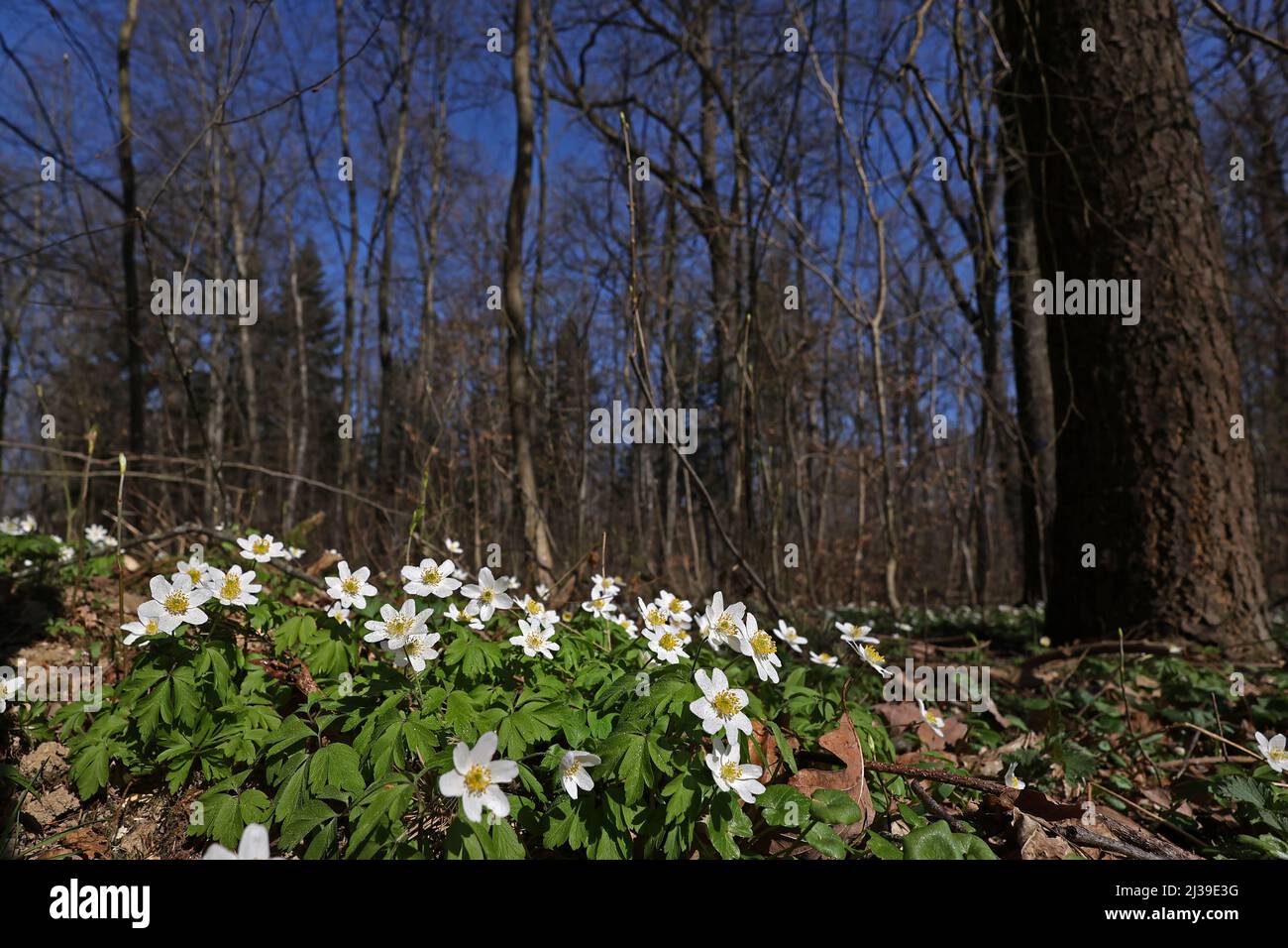 A field of beautiful white anemone nemorosa flowers Stock Photo - Alamy